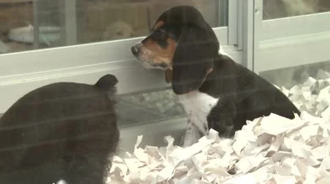 Pet Store Scene Stock Videos – Royalty-Free HD & 4K Videos | Pond5