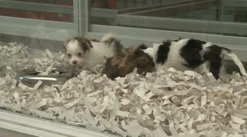 Pet Store Scene Stock Videos – Royalty-Free HD & 4K Videos | Pond5
