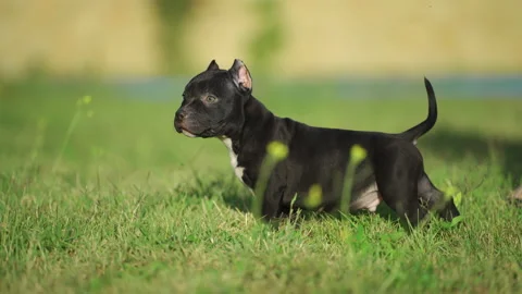 Muscular Man Bully Stock Videos – Royalty-Free HD & 4K Videos | Pond5