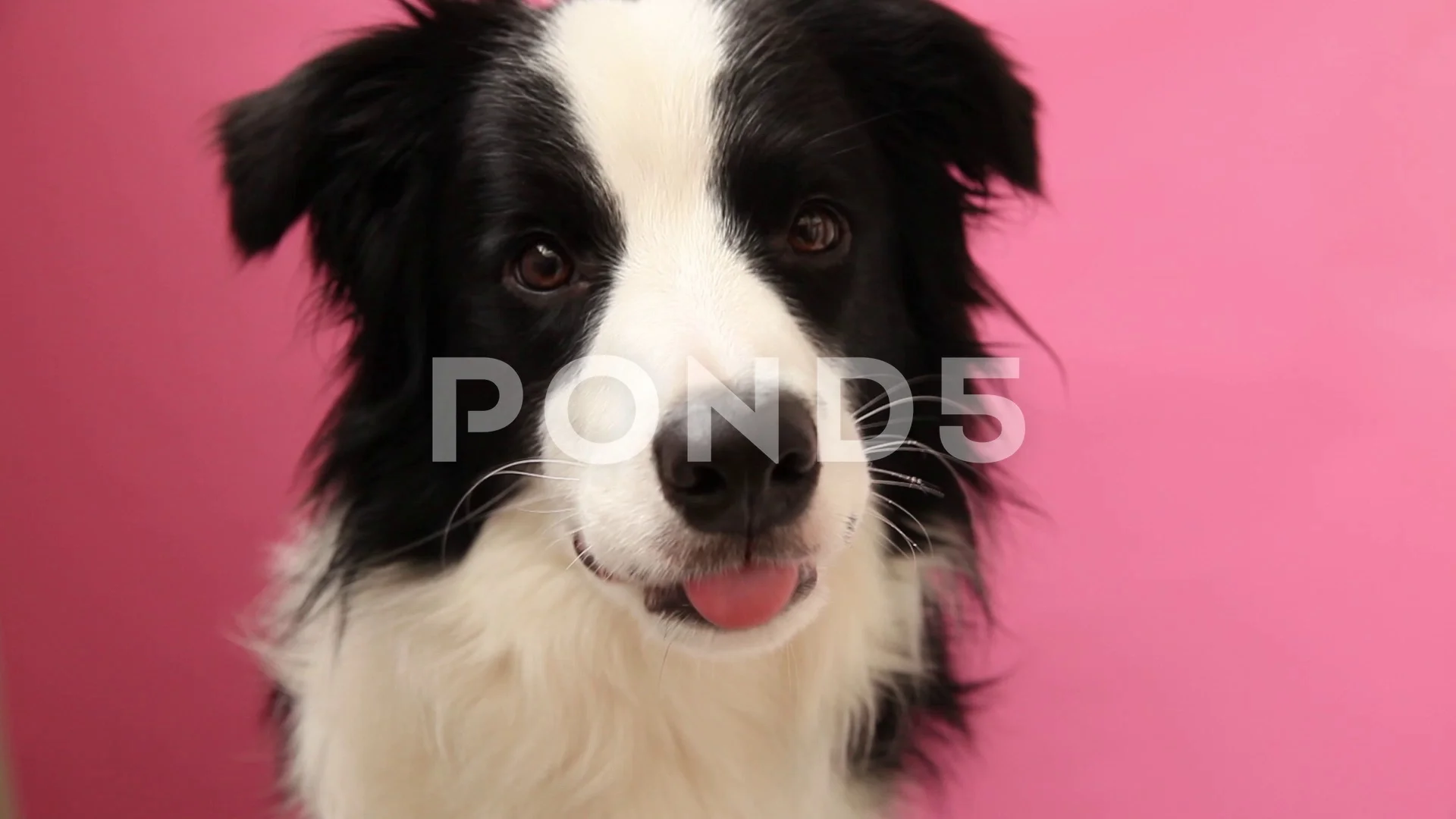 How Old Is Pink The Border Collie
