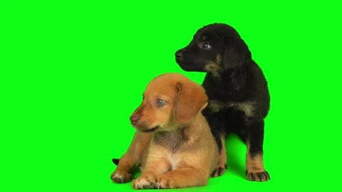 Green Screen Dog Stock Footage ~ Royalty Free Stock Videos | Page 7