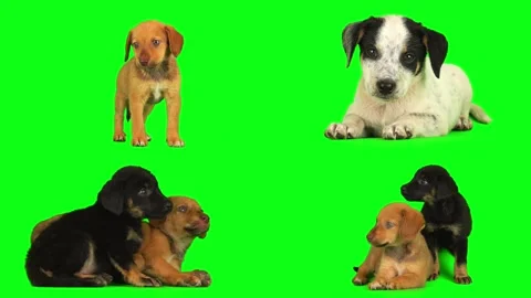 Green Screen Dog Stock Footage ~ Royalty Free Stock Videos | Page 4