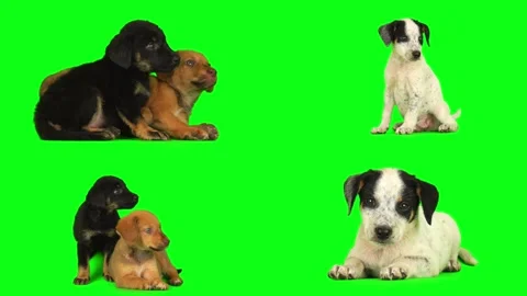 Green Screen Dog Stock Footage ~ Royalty Free Stock Videos | Page 4