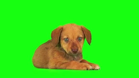 Green Screen Dog Stock Footage ~ Royalty Free Stock Videos | Page 8