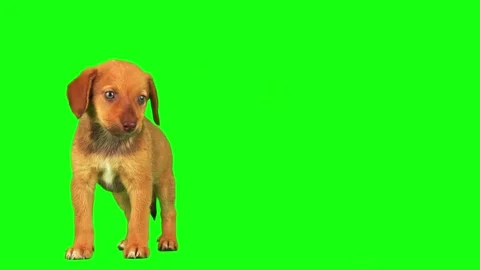 Green Screen Dog Stock Footage ~ Royalty Free Stock Videos | Page 9
