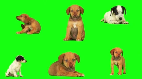 Green Screen Dog Stock Footage ~ Royalty Free Stock Videos | Page 8