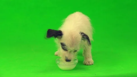 puppy drinks milk on the green screen | Stock Video | Pond5