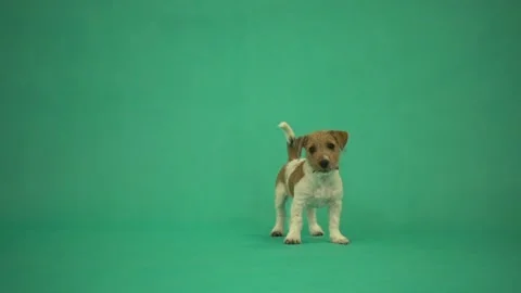 puppy on a green screen | Stock Video | Pond5