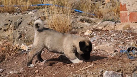 Kangal Puppy Stock Videos – Royalty-Free HD & 4K Videos | Pond5