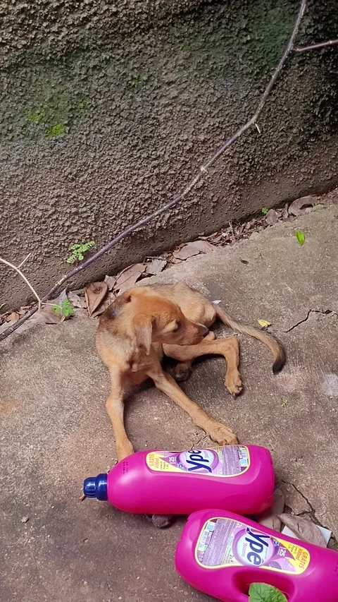 Lost Of Voice Stock Videos – Royalty-Free HD & 4K Videos