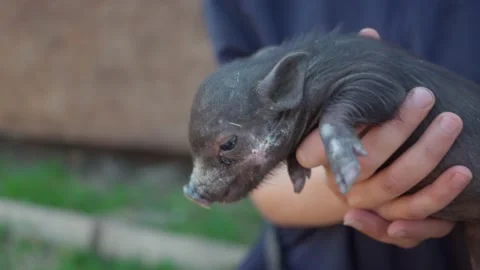 puppy pig in garden of farm of farmer br... | Stock Video | Pond5