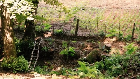 Pure nature energy, green power, trees a... | Stock Video | Pond5