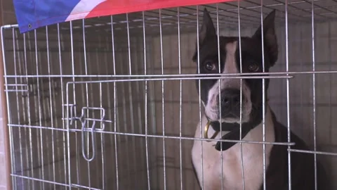 Purebred cane corso dog looking from ins... | Stock Video | Pond5