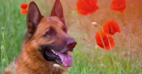 Purebred German Shepherd Resting in the ... | Stock Video | Pond5