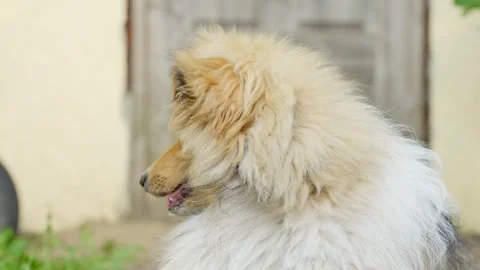Facing Camera Doggy Stock Videos – Royalty-Free HD & 4K Videos | Pond5