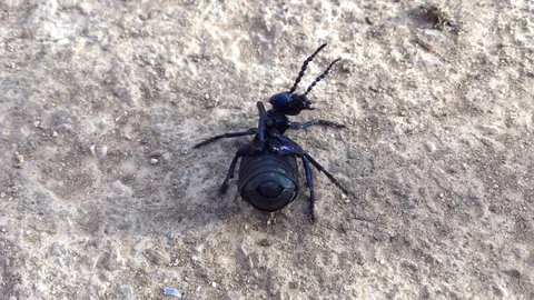 Purple beetle Сarabus Procerus scabrosu... | Stock Video | Pond5