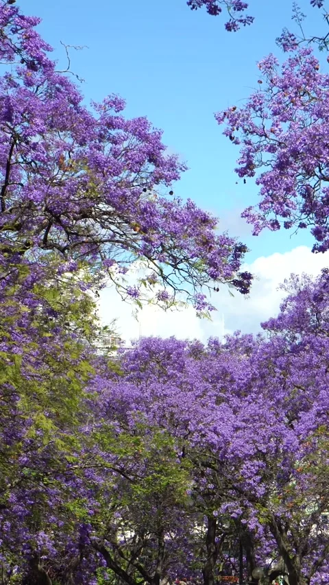 Purple Blue Jacaranda Mimosifolia Trees ... | Stock Video | Pond5