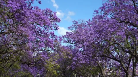 Purple Blue Jacaranda Mimosifolia Trees ... | Stock Video | Pond5