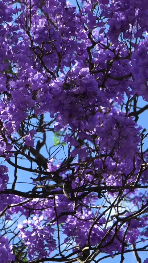 Jacaranda Stock Videos – Royalty-Free HD & 4K Videos | Page 2