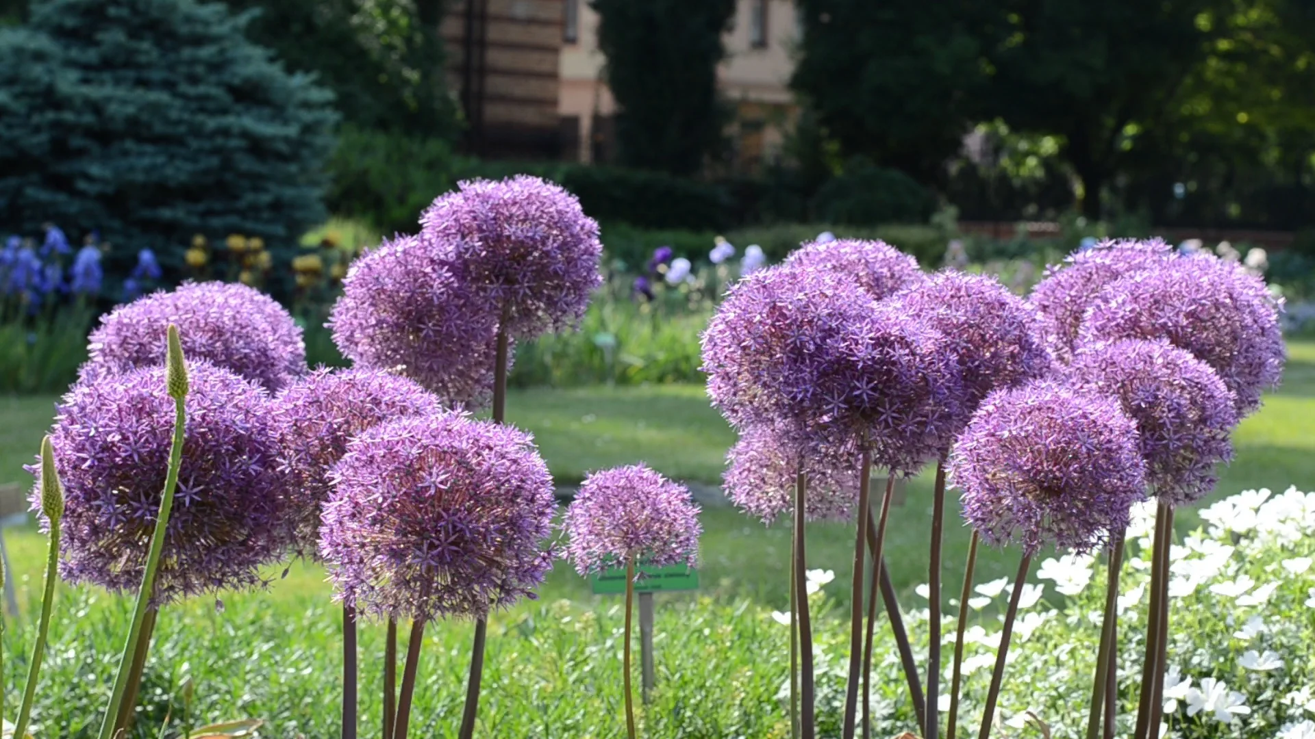 Garlic Plants With Purple Flowers