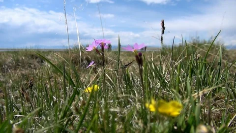 Steppe Flowers Archiv-Video Footage | Royalty-free Steppe Flowers ...