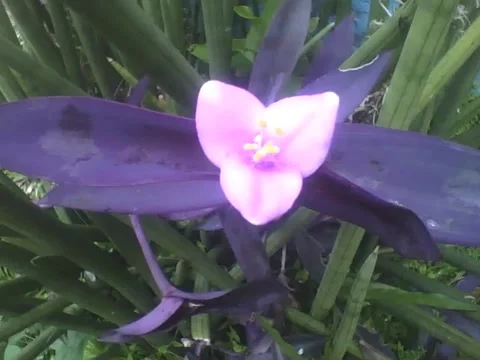 Show Your Its Stock Footage ~ Royalty Free Stock Videos | Pond5