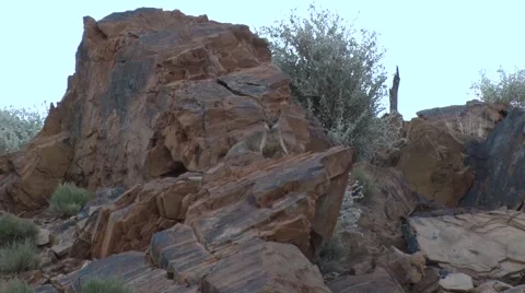Purple-necked Rock Wallaby female with b... | Stock Video | Pond5