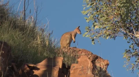 Purple-necked Rock Wallaby standing on r... | Stock Video | Pond5