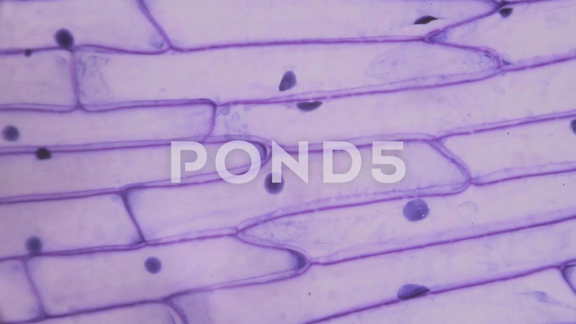 Onion Under Microscope