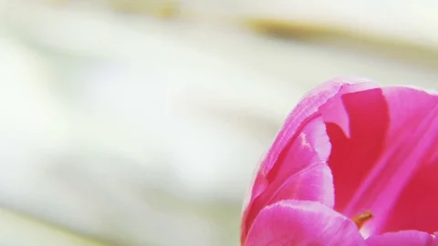 Purple Tulip Rotating on a Golden Backgr... | Stock Video | Pond5