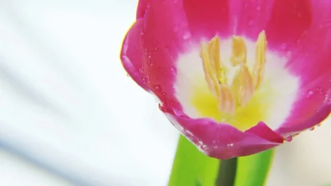 Purple Tulip Rotating on a White Backgro... | Stock Video | Pond5