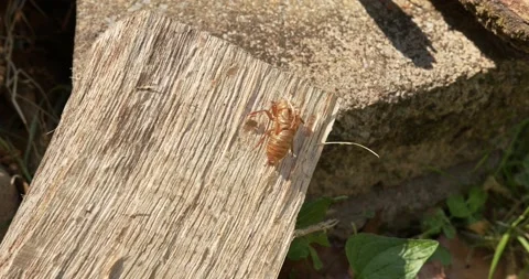 Push in Brown Brood-X Cicada shell on sp... | Stock Video | Pond5