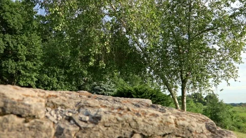 Push Tree Up Stock Videos – Royalty-Free HD & 4K Videos