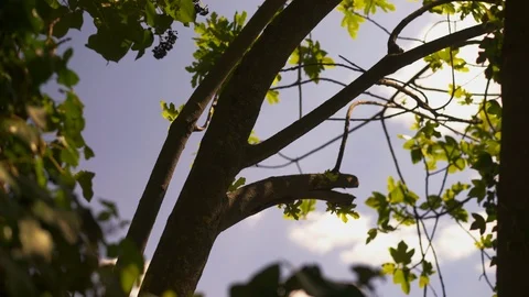 Push Tree Up Stock Videos – Royalty-Free HD & 4K Videos