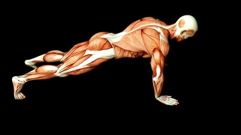 Push Ups Human Muscles Anatomy Medical T... | Stock Video | Pond5