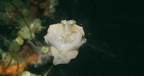 Pygmy Cuttlefish (Sepia bandensis) Under... | Stock Video | Pond5