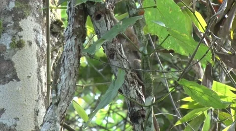 Pygmy Marmoset climbing tree feeding sap... | Stock Video | Pond5