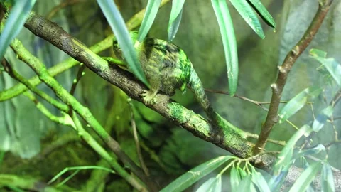 Pygmy marmoset jumping on a tree | Stock Video | Pond5