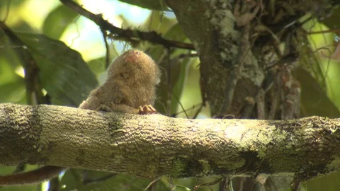 Pygmy Marmoset Monkey in Amazon Rainfore... | Stock Video | Pond5