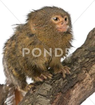 Pygmy Marmoset or Dwarf Monkey, Cebuella pygmaea, on log in front of ...