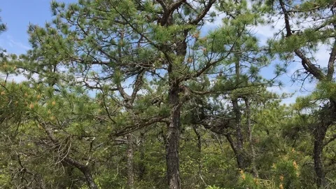 Pygmy Stock Footage ~ Royalty Free Stock Videos | Pond5