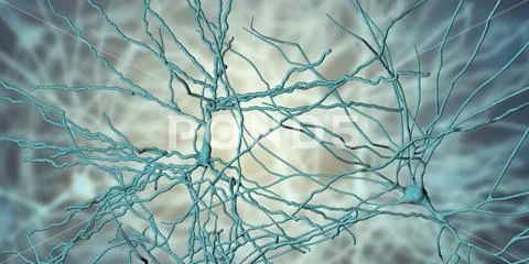 Pyramidal neurons, human brain cells: Royalty Free #109406898