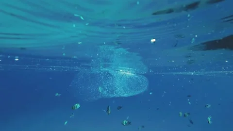 Pyrosomes, colony hundreds to thousands ... | Stock Video | Pond5