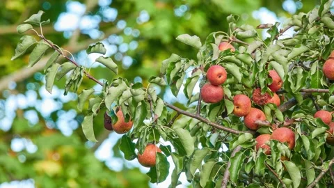 Pyrus pyrifolia is pear tree native to E... | Stock Video | Pond5