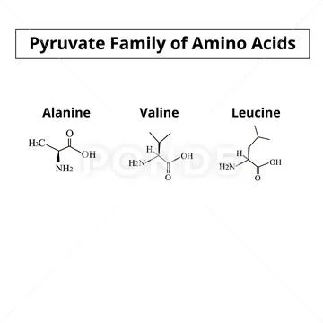 The pyruvate family of amino acids. Chemical molecular formulas of ...