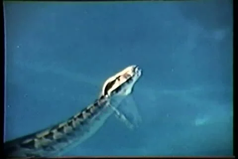 Snake In Pool Stock Footage ~ Royalty Free Stock Videos | Pond5
