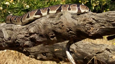 Ball Python Stock Video Footage | Royalty Free Ball Python Videos | Pond5