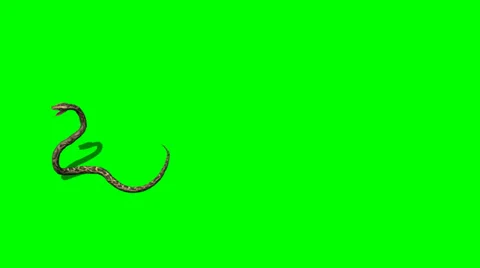 python snake attack - green screen | Stock Video | Pond5