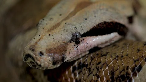 Sticking Out Tongue Stock Video Footage | Royalty Free Sticking Out ...