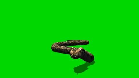 Snake Green Screen Footage Stock Videos – Royalty-Free HD & 4K Videos ...